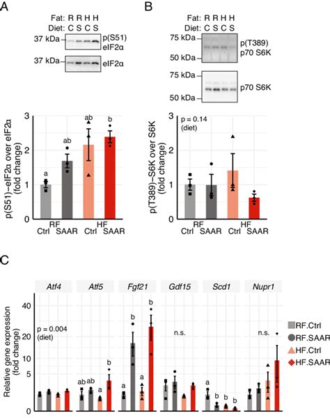 Seven Days Of Dietary Sulfur Amino Acid Restriction Activates The