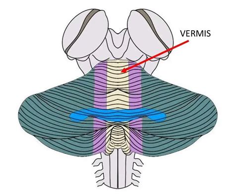 Vermis Definition