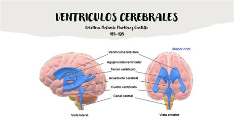 Ventriculos Cerebrales Melanie Martinez UDocz