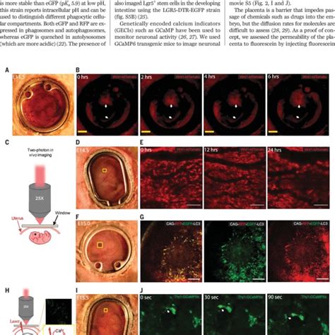 Pdf Intravital Imaging Of Mouse Embryos