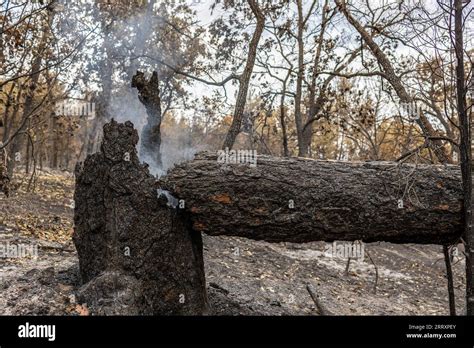 Catastrophic Results Of Massive Wildfires In Evros Region Of Greece Recovery And Prevention