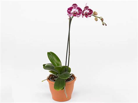 Фаленопсис "Elegant Julia" — Global Flowers Club