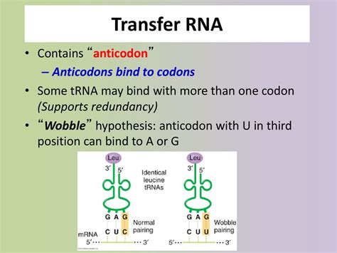 From Gene To Protein Chapter Ppt Download