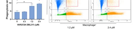 The Var2csa Dbl2 Fc Fusion Antibody Enhances Macrophage Antitumor