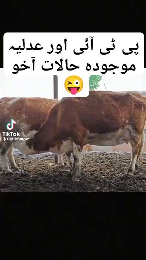 Rao Mohammed Shafiq On Twitter بندیال اور کپتان کی سچی محبت
