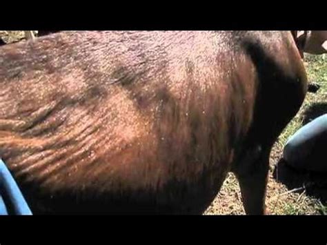 Body Condition Scoring Goats with An Peischel - YouTube