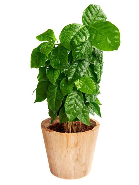 Houseplants Coffee Plant How To Grow Coffee Plant