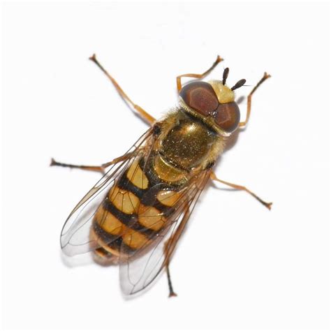 Gemeine Feldschwebfliege Eupeodes Corollae