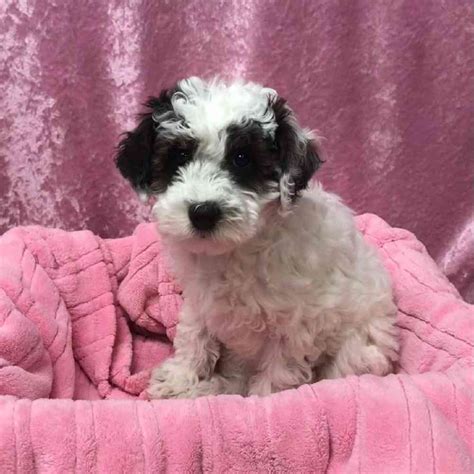 Miniature Poodle Miniature Australian Shepherd Puppy For Sale Tullys
