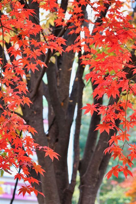 叶 秋季 Pixabay上的免费照片 Pixabay