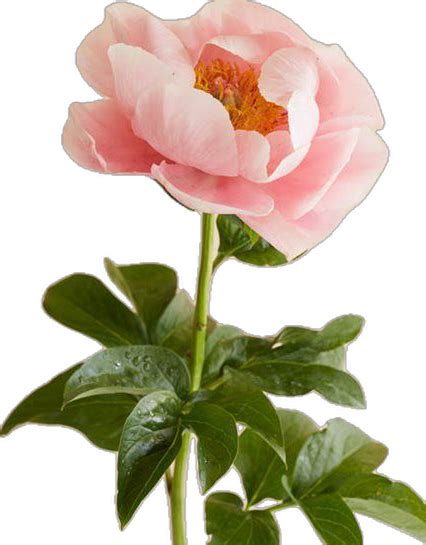 How To Plant Grow And Care For Peony Flowers Garden Design Peony
