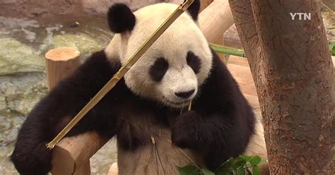 판다는 어떻게 대나무를 먹게 됐을까