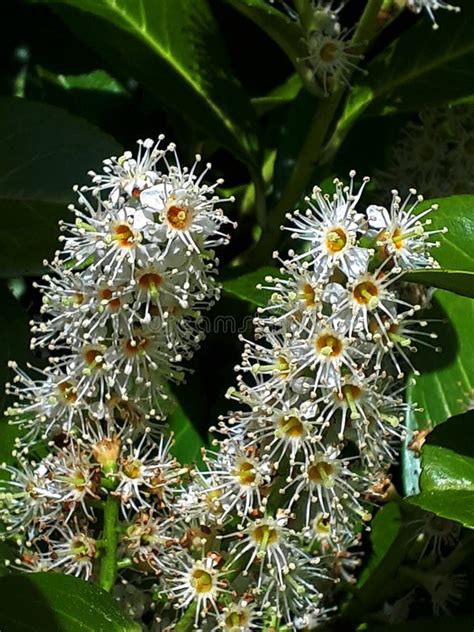 Cette Fleur De Laurier Est Mortelle Car Toutes Les Parties De Cette