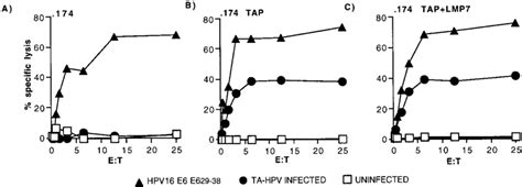 Presentation Of The Hpv16 E6 29 38 Epitope Is Dependent On Tap Clone