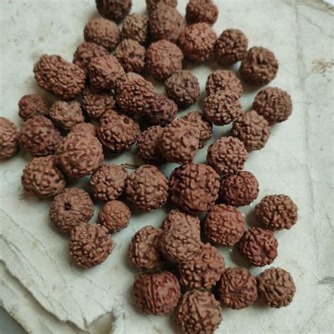 Jual BIJI JENITRI BIJI BIJIAN ALAM BAHAN KETRAMPILAN ALAM BIJI BIJIAN MAHAR Shopee Indonesia