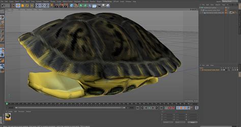 3d Red Eared Turtle Shell Model Turbosquid 2147301