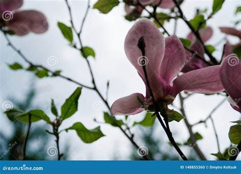 Testa Dell Albero Della Magnolia Colori Pi Caldi Dei Fiori Della