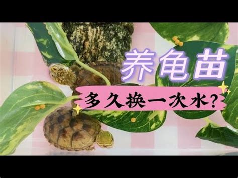 小龟苗的换水频率简单又有效的事你做好了嘛 YouTube