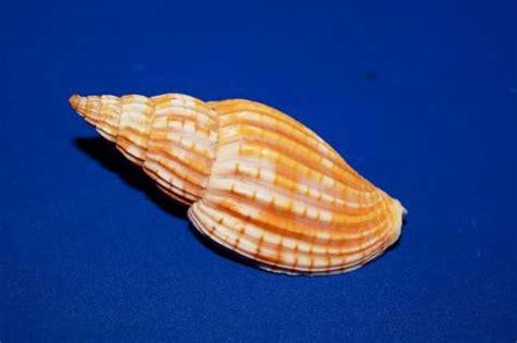 Shellauction Net Lyria Tulearensis