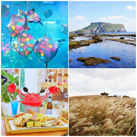 제주도 갈만한곳 제주 실내 관광지 제주 아쿠아플라넷 외 제주도 동쪽 코스 네이버 블로그