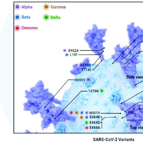 Sars Cov 2 Variants Currently Common Variants Include Alpha Beta