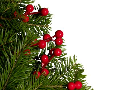 ديكور فروع الصنوبر Png الصور ناقل و Psd الملفات تحميل مجاني على Pngtree