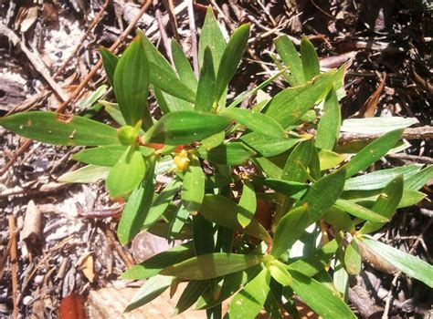 Golden Beach Creeper Bahia Honda Key Fl 2 2 14 Azurejay Wildlife Documentation Flickr
