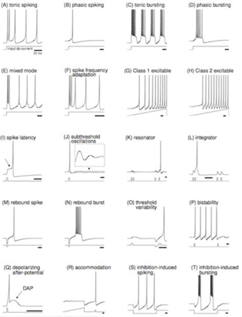 2 Variety Of Possible Patterns Generated By A 2 Dimensional Download Scientific Diagram