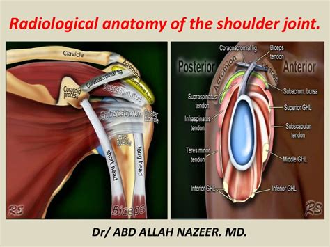 Presentation1 Pptx Radiological Anatomy Of The Shoulder Joint