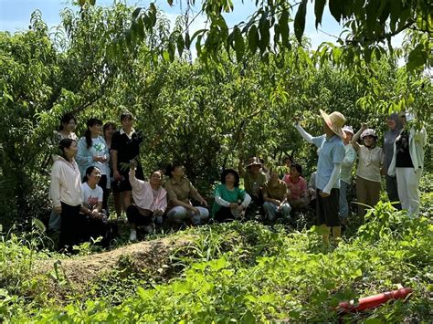东至县尧封畈家庭农场开展巾帼创业项目桃园管理培训澎湃号·政务澎湃新闻 The Paper