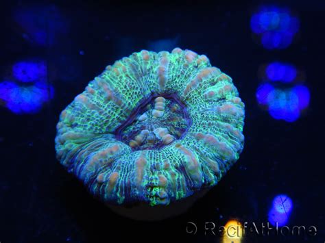 Wysiwyg Micromussa Pacifica Scolymia Croc Island F4 Xs 2cm