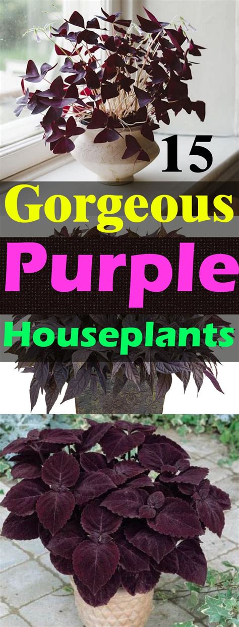15 Gorgeous Purple Houseplants Balcony Garden Web