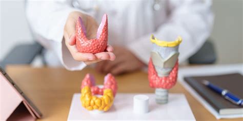 Hyperthyroïdie Sport Guide Complet