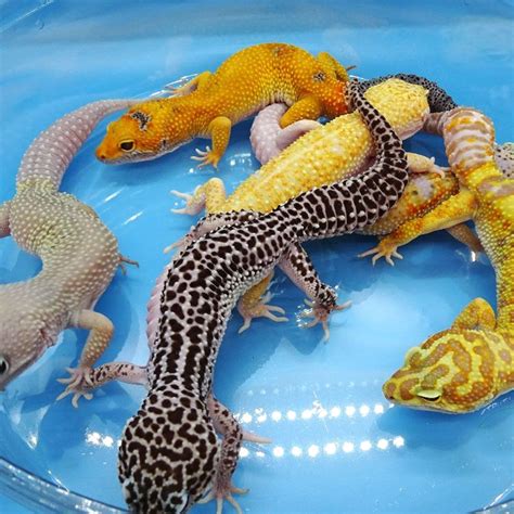 Fancy Leopard Gecko Morphs Ubicaciondepersonascdmxgobmx