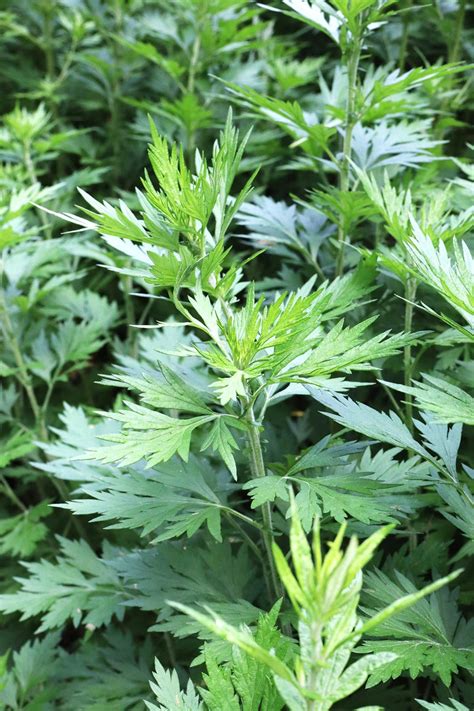 Common Mugwort Seeds For 2025 Planting Artemisia Vulgaris Wormwood