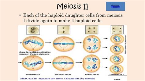 Daughter Cells Meiosis