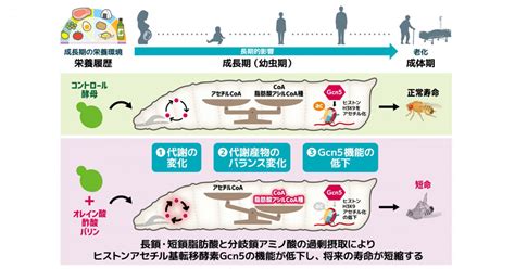 2種類の同位体が拓く量子ビット読み出しの新展開―中性原子型量子コンピュータにおける課題を克服― 京都大学