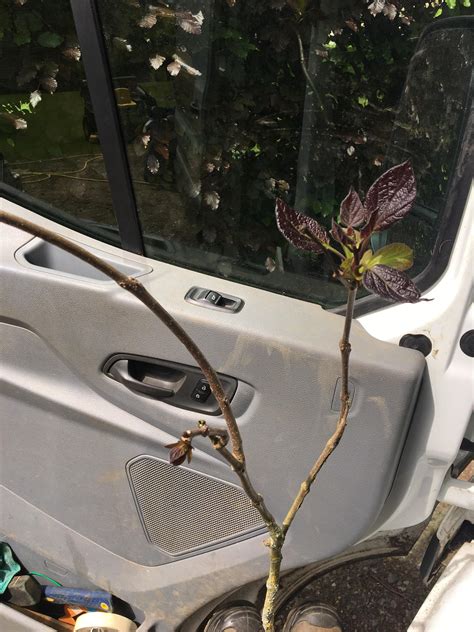 This Tree At Work Doesnt Seem To Be Doing Very Well And We Need To ID It Any Ideas R