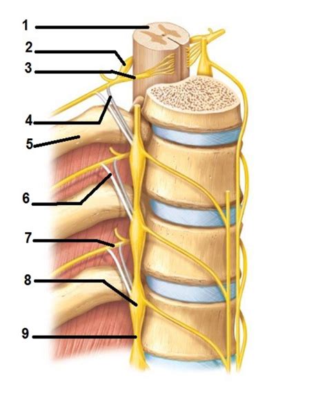 Sympathetic Trunk Diagram Quizlet