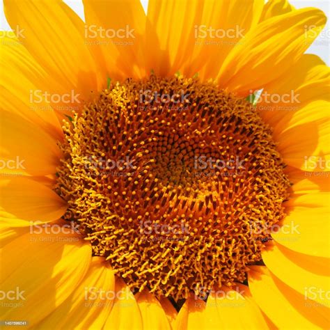 Helianthus 해바라기는 국화과 가족의 식물 속입니다 연간 해바라기와 관형 해바라기 농업 분야 노란 꽃잎으로 피는 새싹