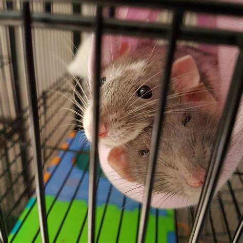 Featured Mouse Nesting Material Articles Aalae