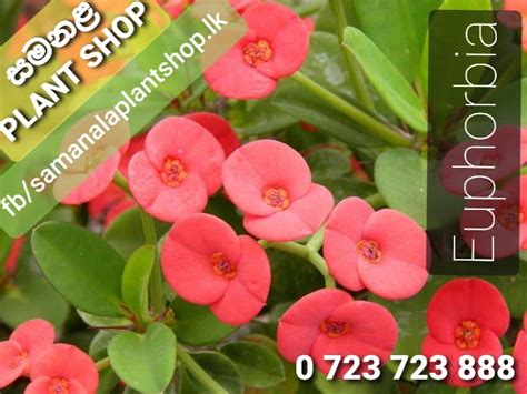 Euphorbia [පොපිමල්] Is A Very Large Samanala Plant Shop Facebook