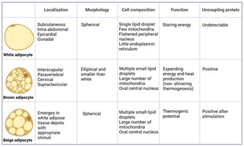 Overview Of The Main Characteristics Of White Brown And Beige