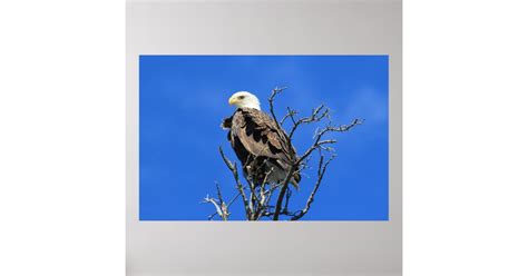 American Bald Eagle Poster Zazzle