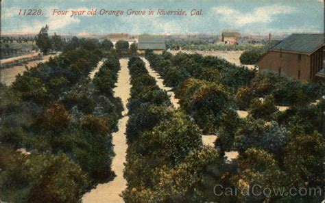 Four Year Old Orange Grove Riverside Ca Postcard