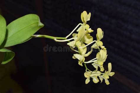 Beautiful Tiger Orchid Stock Image Image Of Exotic 265478959
