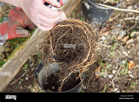 Asparagus Root System