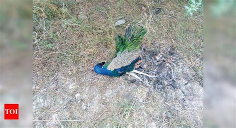Peacock Found Dead 10 Peacocks Found Dead Rajkot News The Times Of