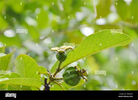 Guava Growth On Branch In Garden Stock Photo Alamy