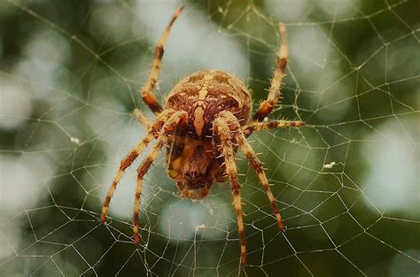 ウェブ クモ クモの巣の無料の写真素材